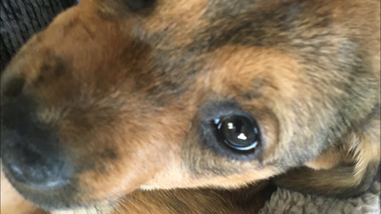 Puppy consumes unborn chicken embryos for the first time - YouTube