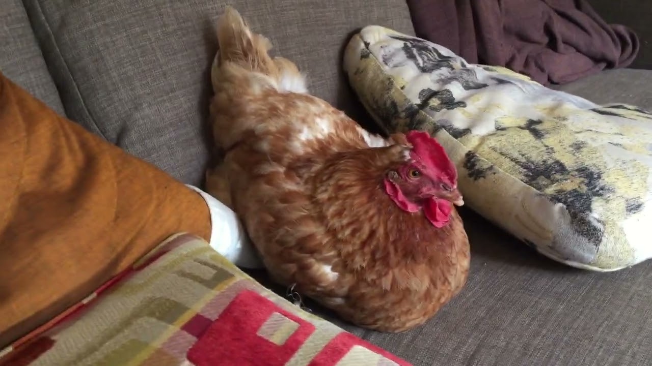 House Chicken on the Sofa - YouTube