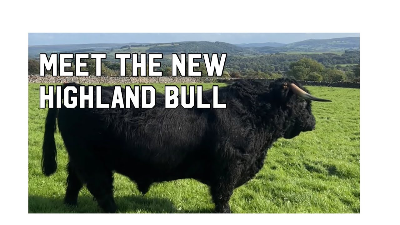BULL BEHAVIOUR! LOUD AND PROUD. - YouTube