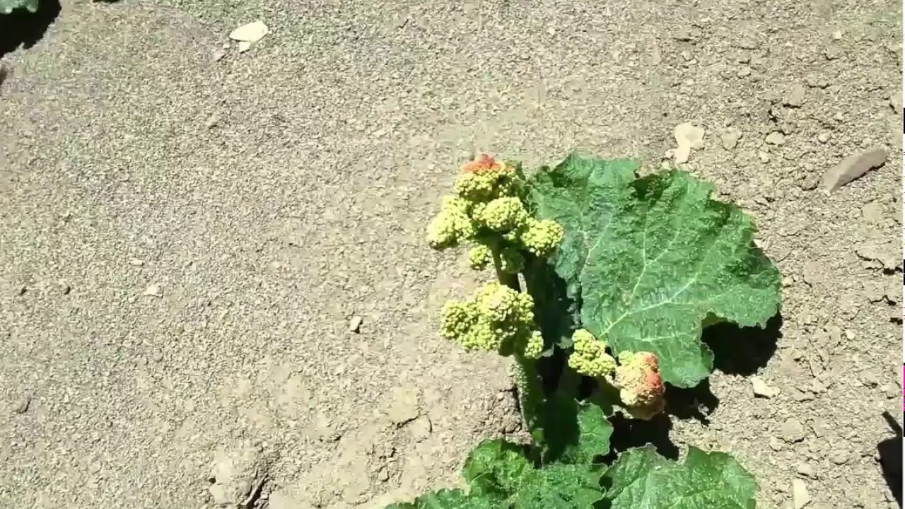 Işkın Otu Satın Al (Işkın otu Nedir Faydaları Nelerdir ) - YouTube