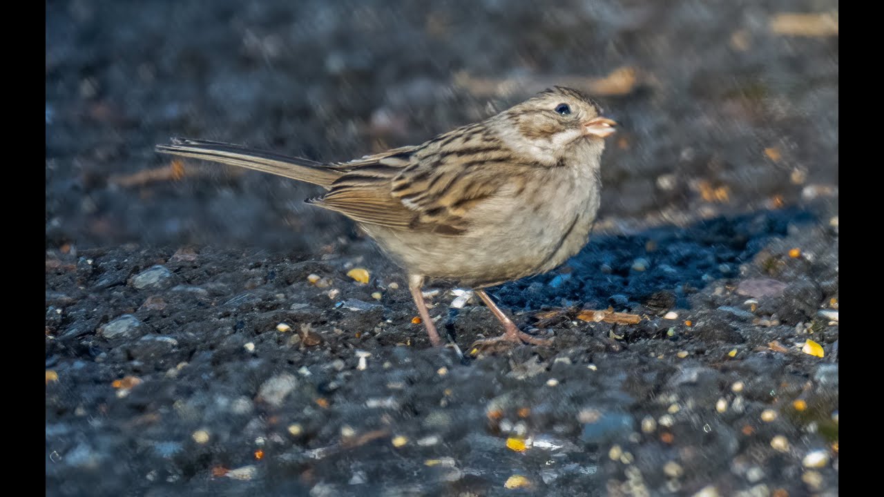 Mega Rare Brewer's Sparrow, Quispamsis, NB - YouTube