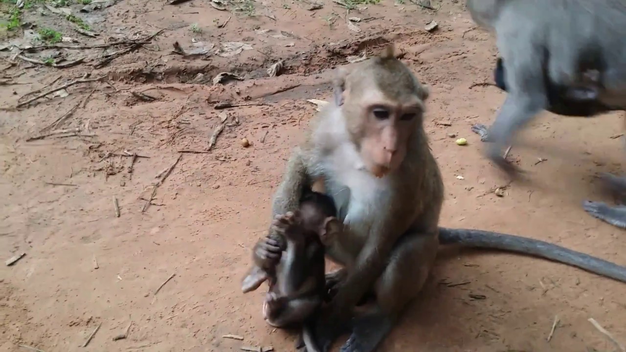 pity Real life monkeys at Angkor wat temple - monkey meeting near ...