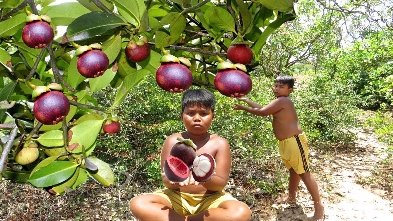 Primitive Technology : Finding Fruit Mangsteen Natural For Food - Boy ...