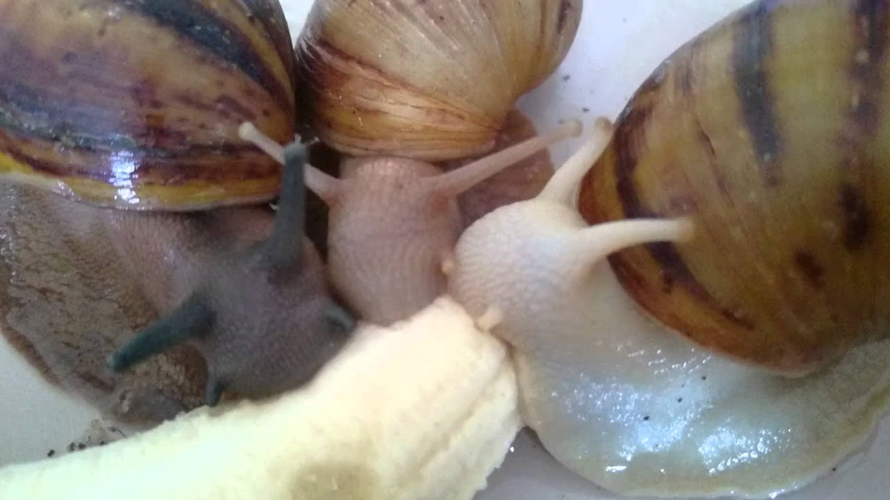 Land snails fatty bum bums - YouTube