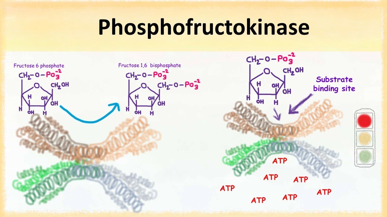 Phosphofructokinase - YouTube