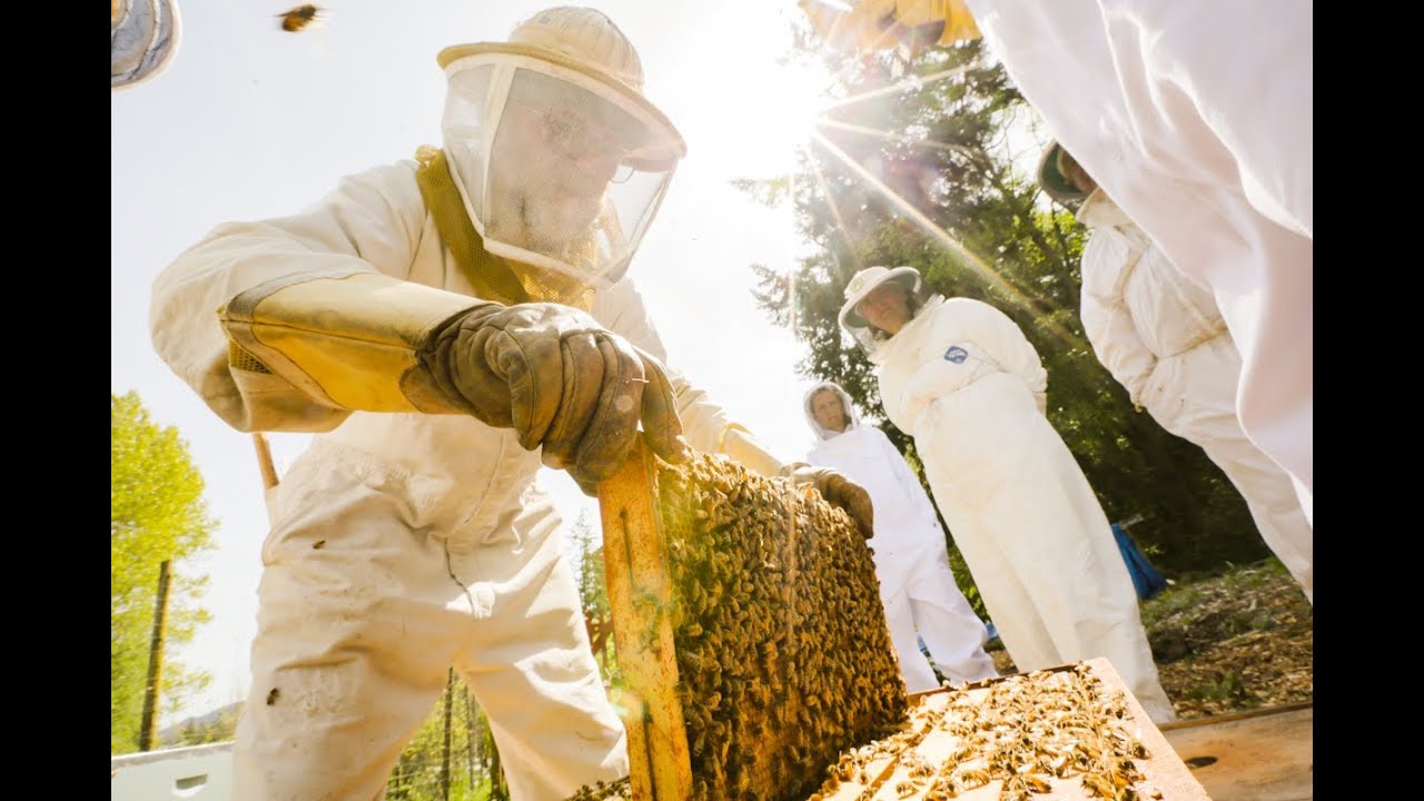 Bees in the Outback - YouTube