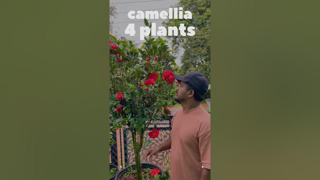 4 CAMELLIA COMBO | Book your Combo 7994225001 - YouTube