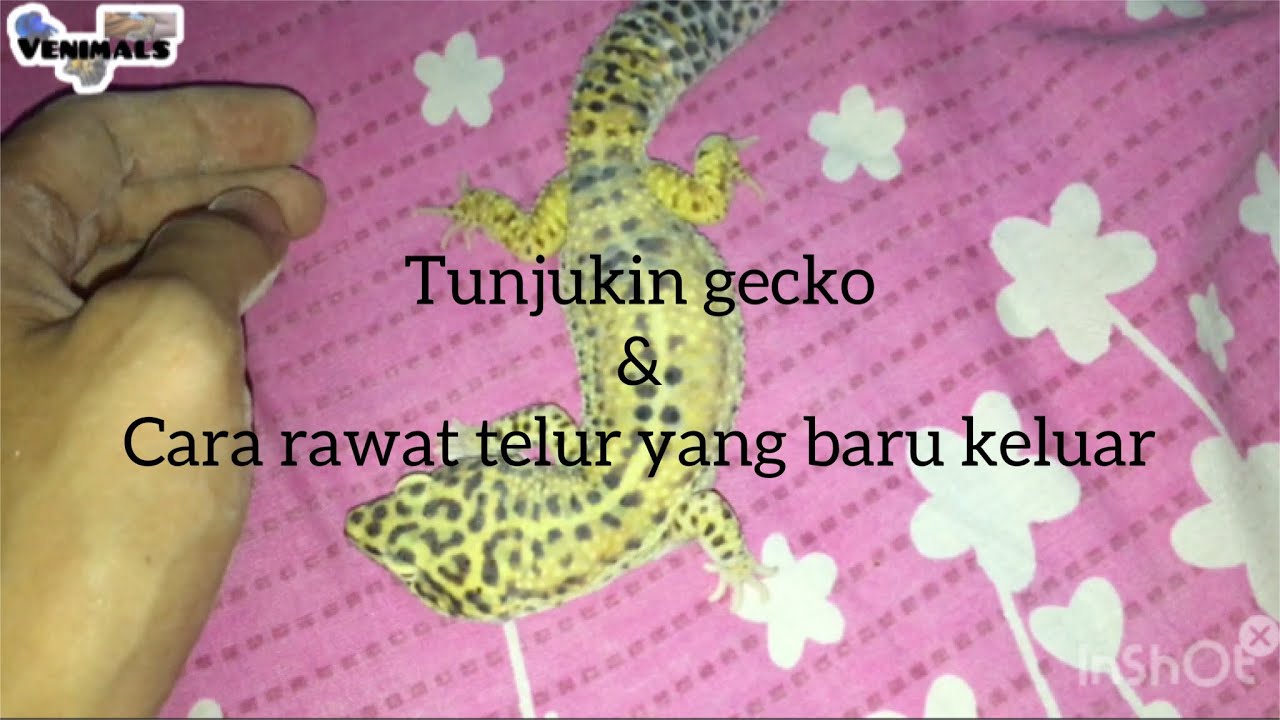 Tunjukin gecko dan cara rawat telur gecko - YouTube