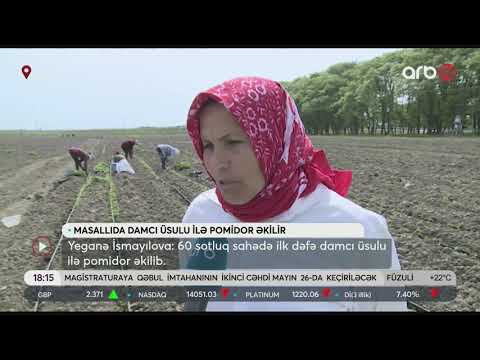 Masallıda damcı üsulu ilə pomidor əkilir-ARB24