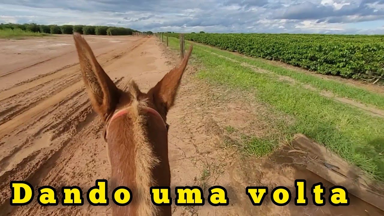 ANDANDO DE MULA - YouTube