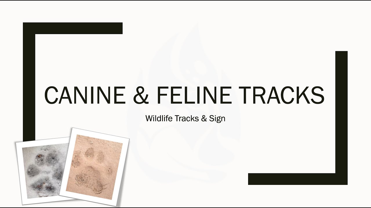 Canine & Ungulate Tracks Lesson - YouTube