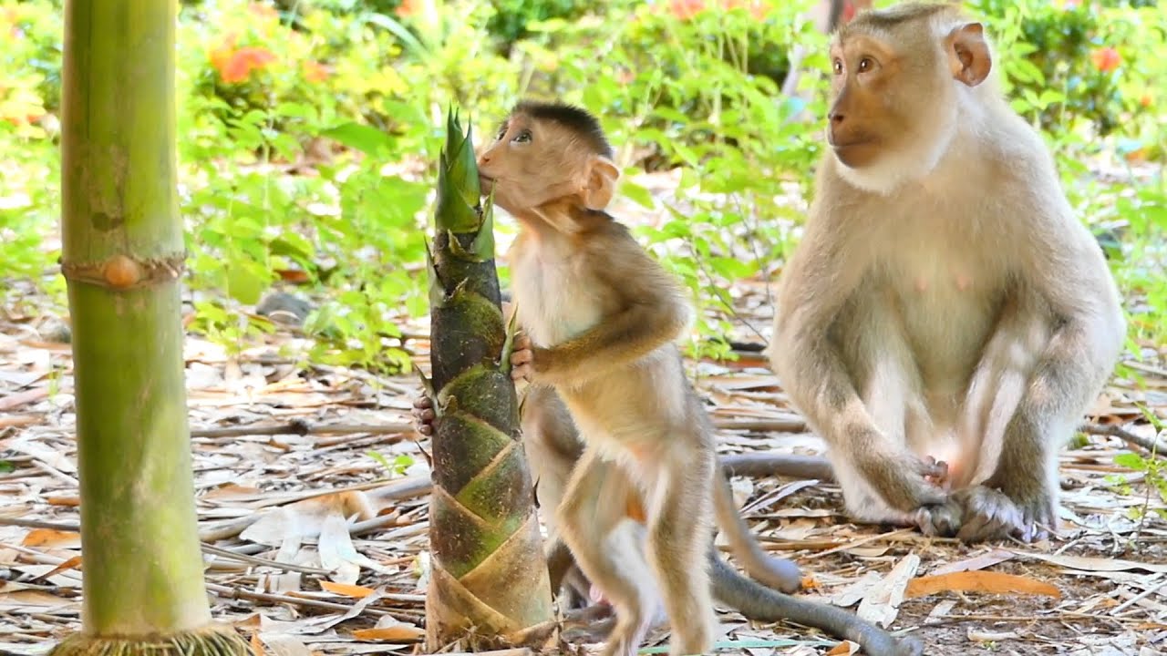 Adorable Baby Monkey Bella runs to Mama Monkey RABY to take care her ...
