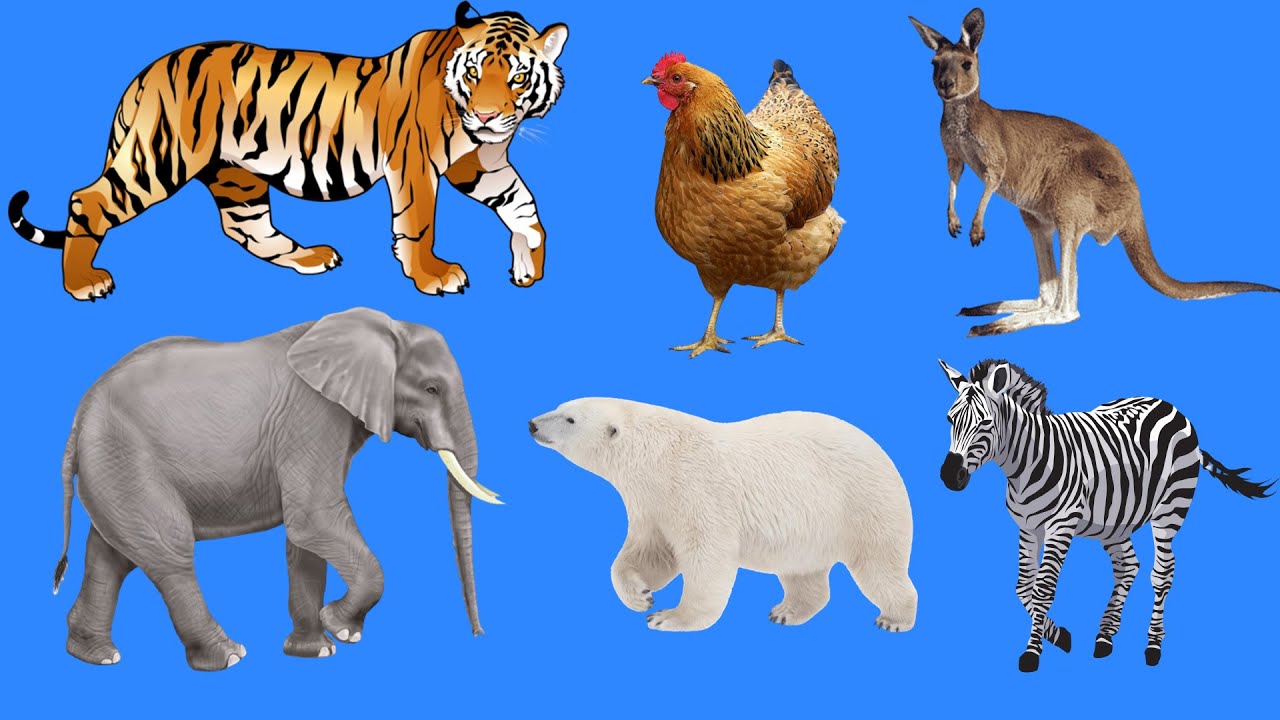 Animal Wala Video Crow, Giraffe, Tiger, Panda, Zebra, Lion, शेर, बाघ ...