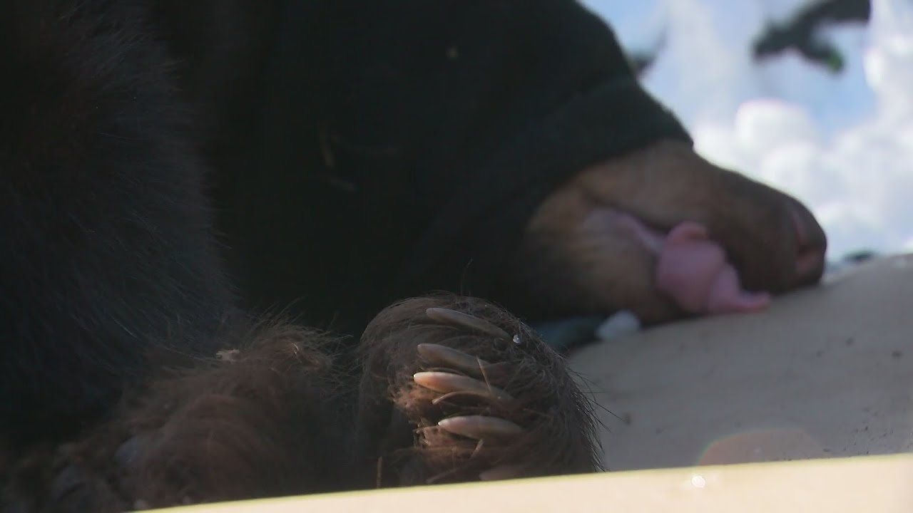Inside A Minnesota Bear Den - YouTube