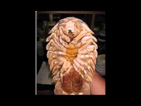 Los Insectos Mas Gigantes Del Planeta - YouTube