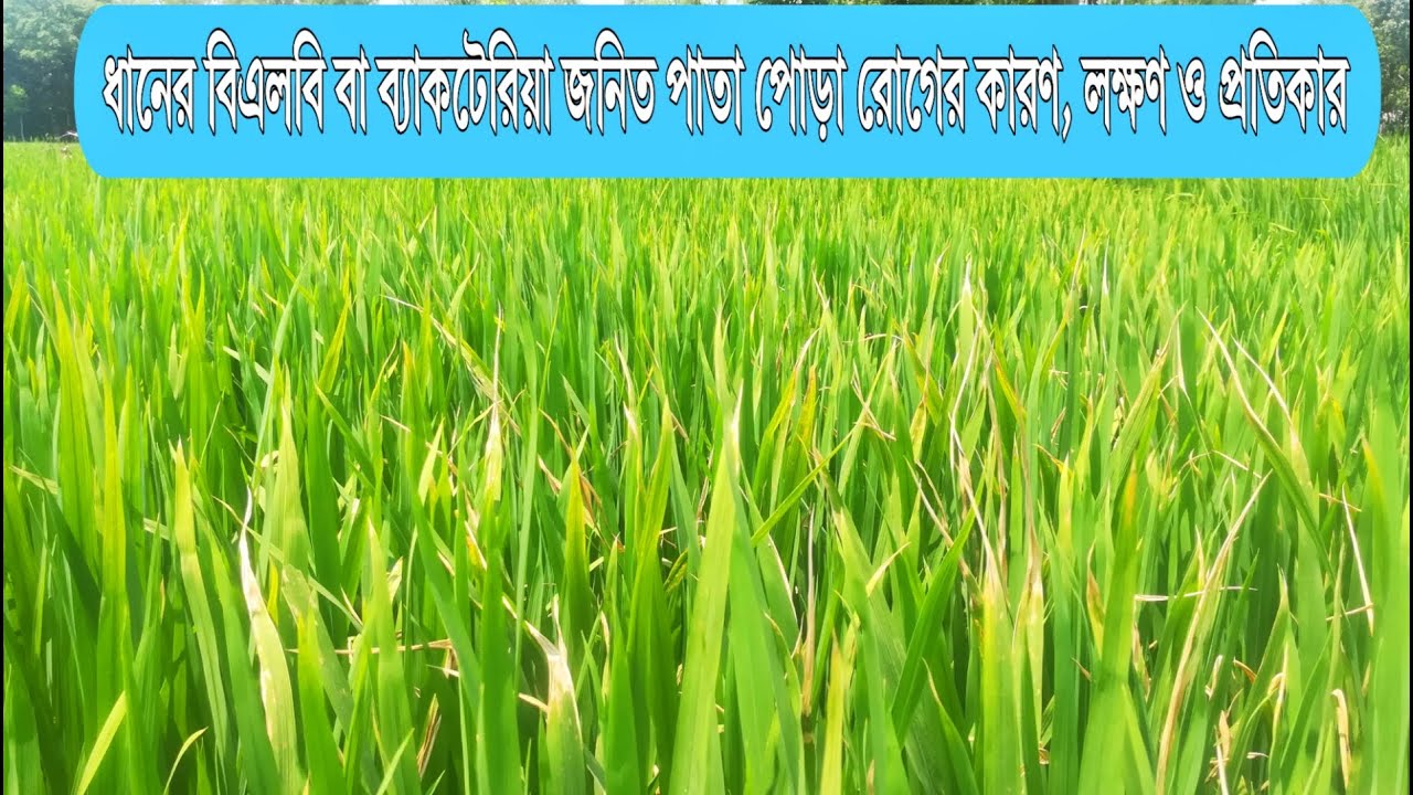 ধানের বিএলবি বা ব্যাকটেরিয়া জনিত পাতা পোড়া রোগের কারণ লক্ষণ ও ...