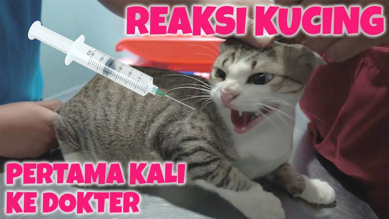 KEHEBOHAN KUCING DISUNTIK!!! GALAK BANGET.. - YouTube