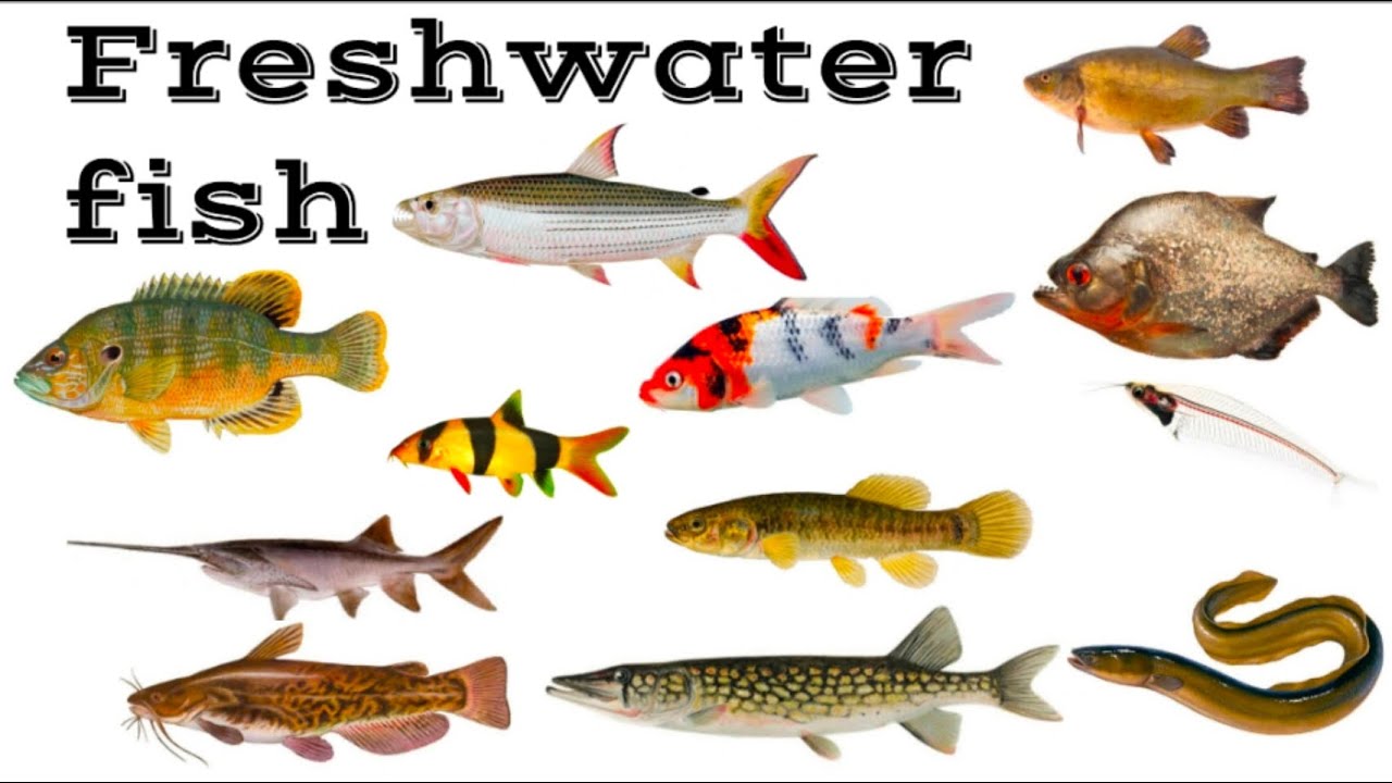 Learn Freshwater Fish Name in English. - YouTube
