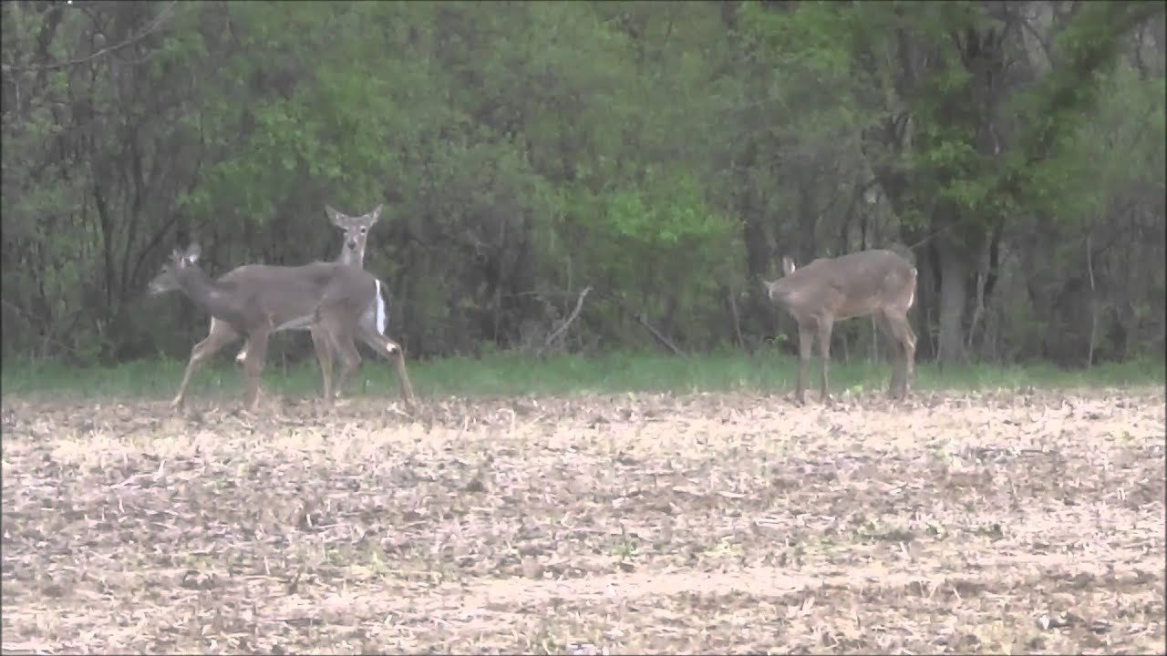 Pike County Illinois Spring Turkey Hunt #pikecounty - YouTube
