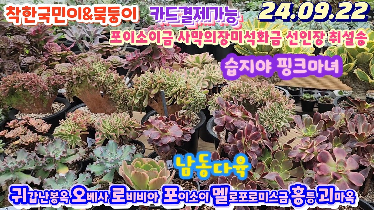 남동다육 13천짤부터 묵둥이 에어니옴 선인장 아프리카식물 세일된가격으로 착하게석화포이소이금 귀갑난봉옥금 슈퍼투구오베사등