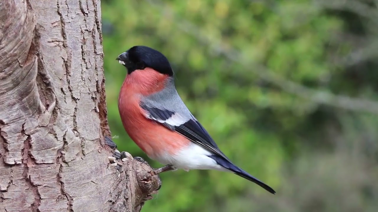 Bull finch | Birrds | Loving Birds | Loving Animals | - YouTube