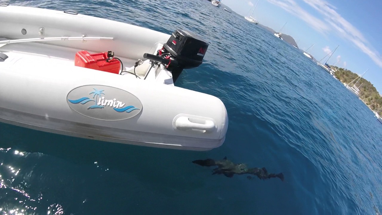 Barry the Barracuda - YouTube