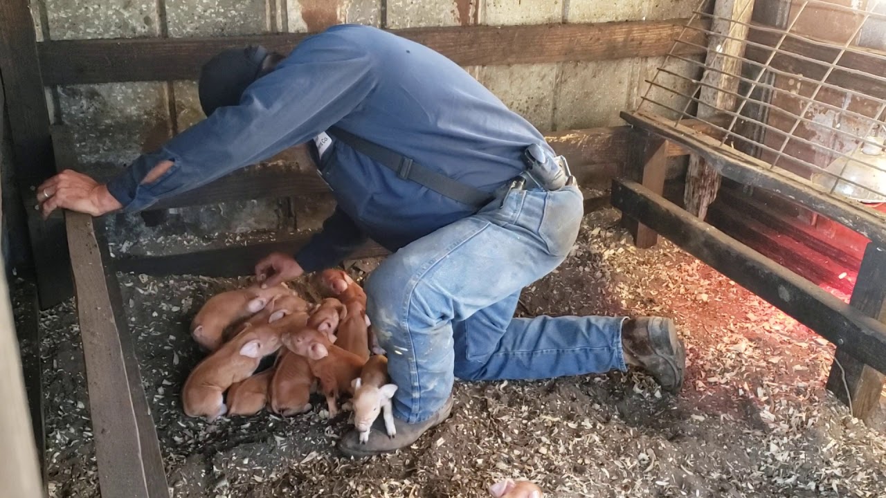 Saving Baby Piglets part 3 The Happy Ending - YouTube