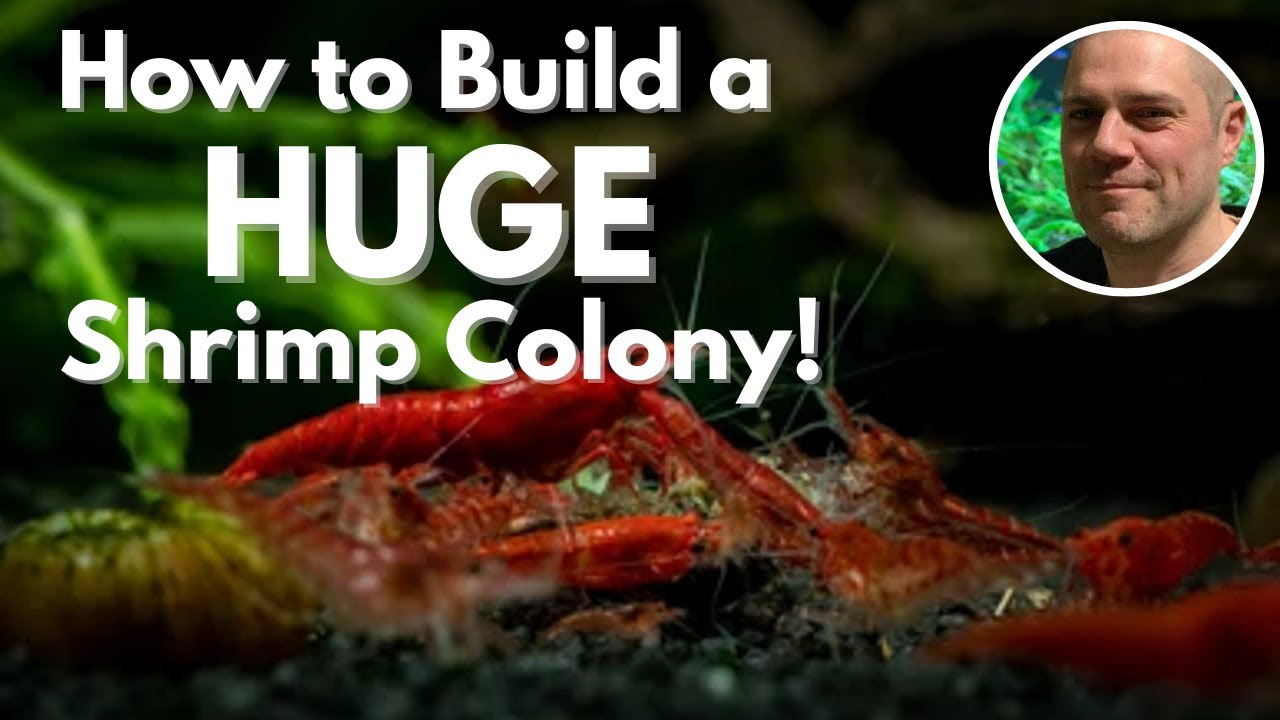 How To Grow A Huge Shrimp Colony Fast - TIPS & TRICKS TO BREED SHRIMP ...