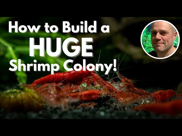 Red Cherry Shrimp Colony