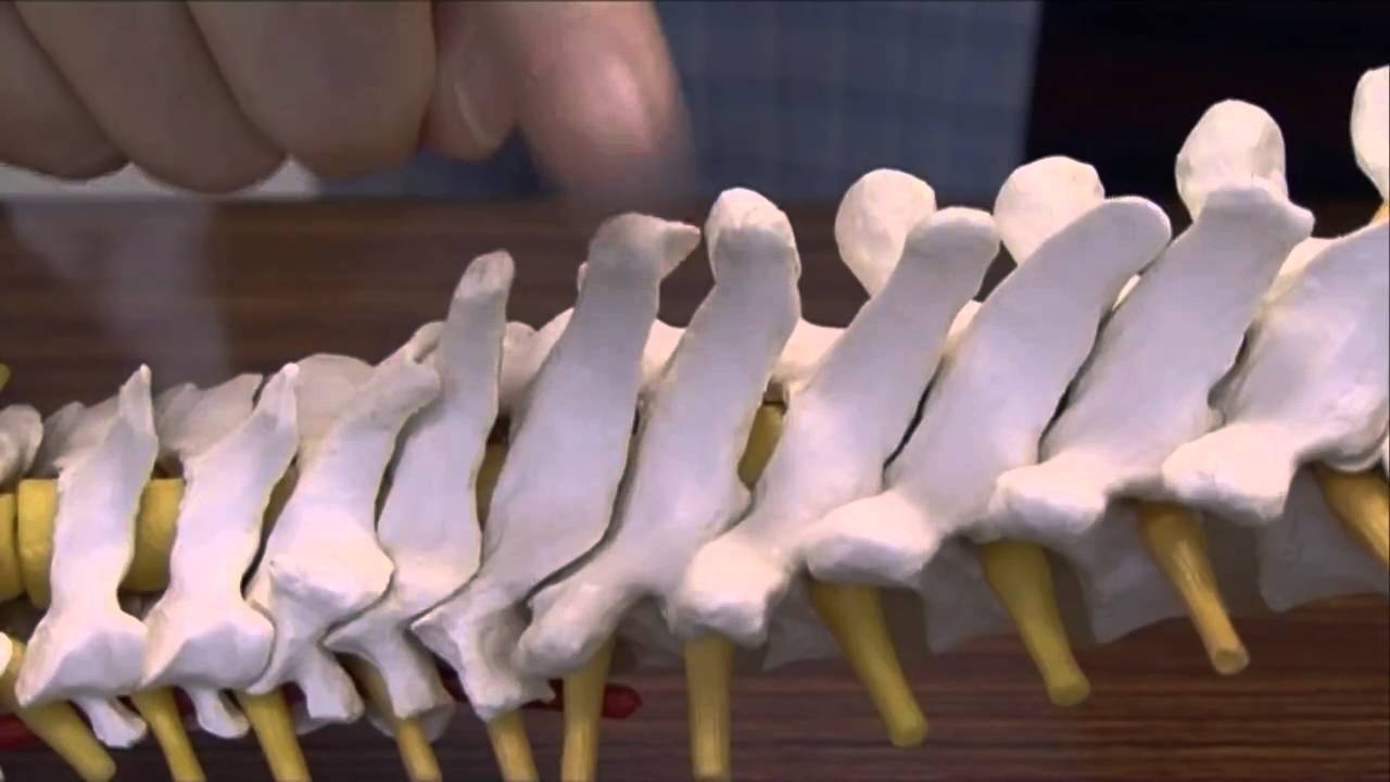 Spinal cord protection - YouTube