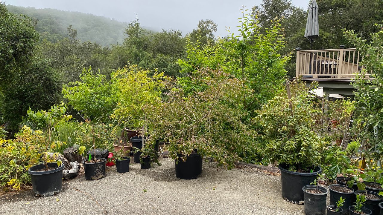 Fruit Forest Yard Tour Part 1 - YouTube