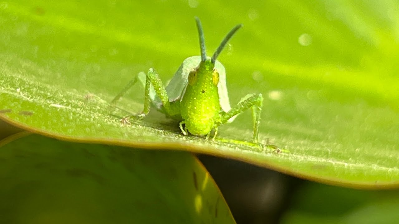 Grasshopper At The Home Waterlily-Pond - YouTube