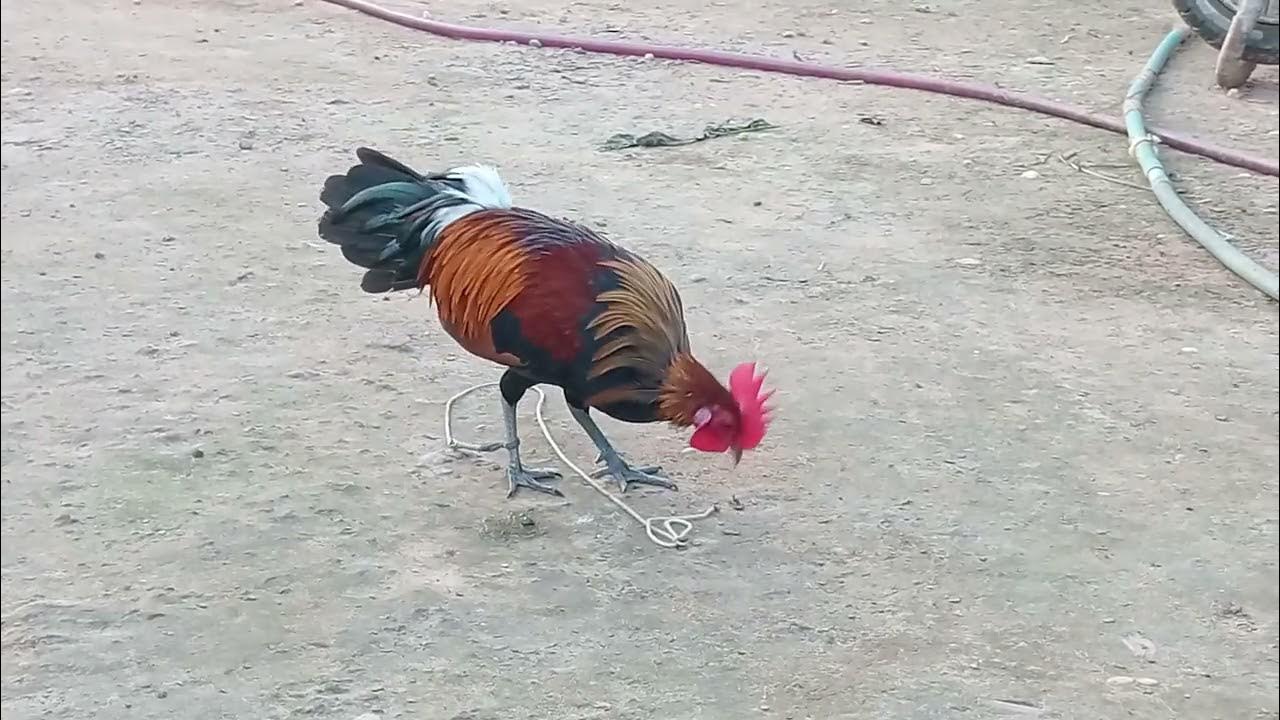 18 (10) Saib qaibf1 f2 nawb cov phooj ywg nyiam qaib qu 2024 - YouTube