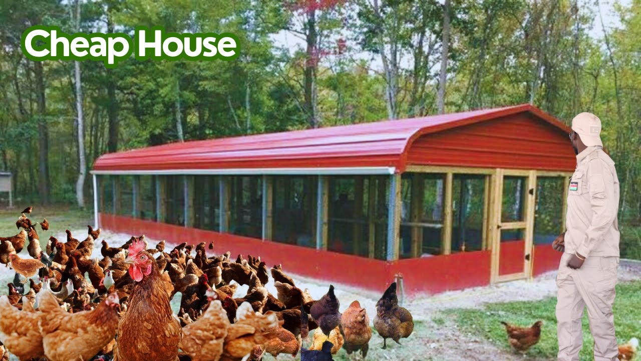 How I Built A Low Cost Poultry House - YouTube
