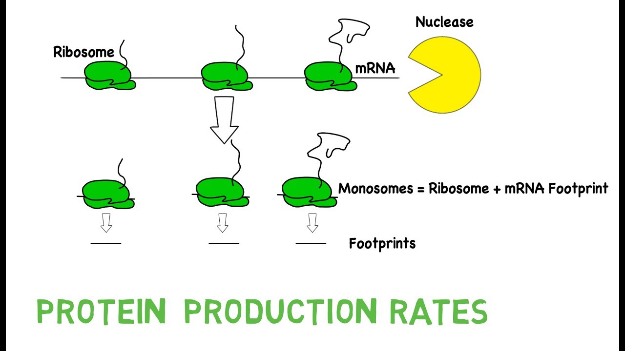Ribosome footprinting - YouTube