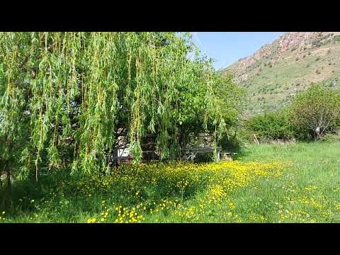 Quşların cəh-cəhi