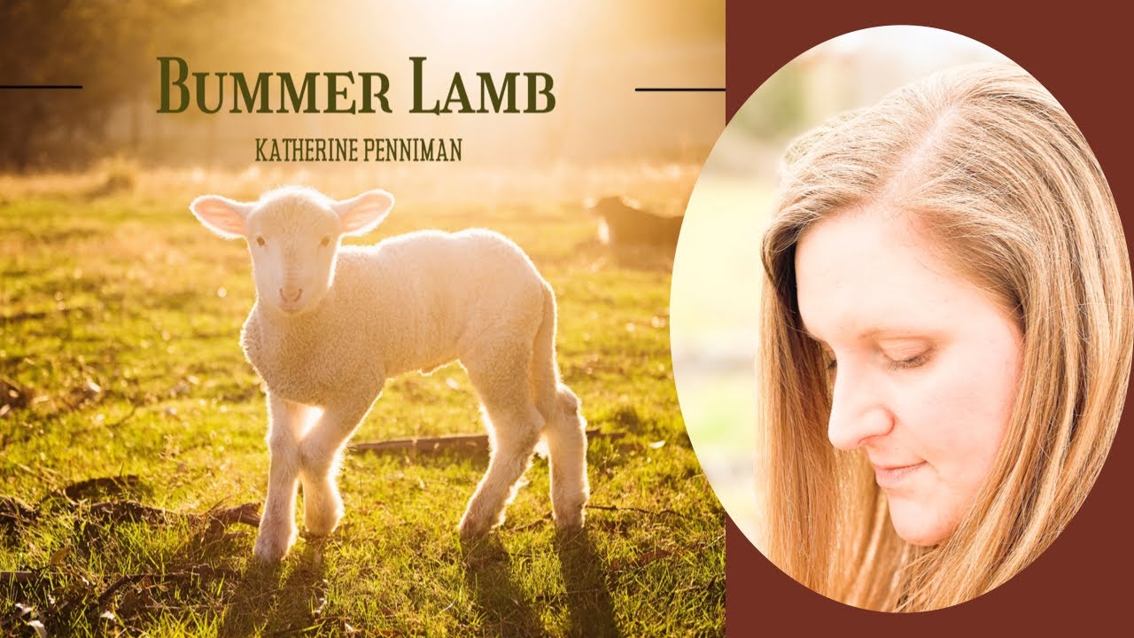 Bummer Lamb Live In Studio YouTube Bummer Lamb Live In Studio YouTube