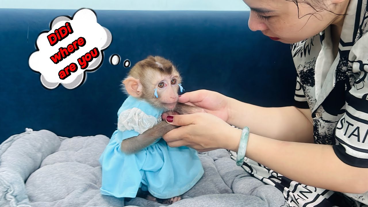 Diana monkey is angry with her mother because she can't find DiDi - YouTube