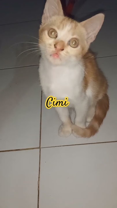 Cimi cimi - YouTube