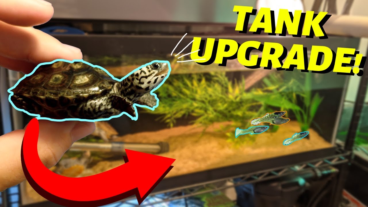 20 Gallon Sick *BABY TURTLE* Tank! - YouTube
