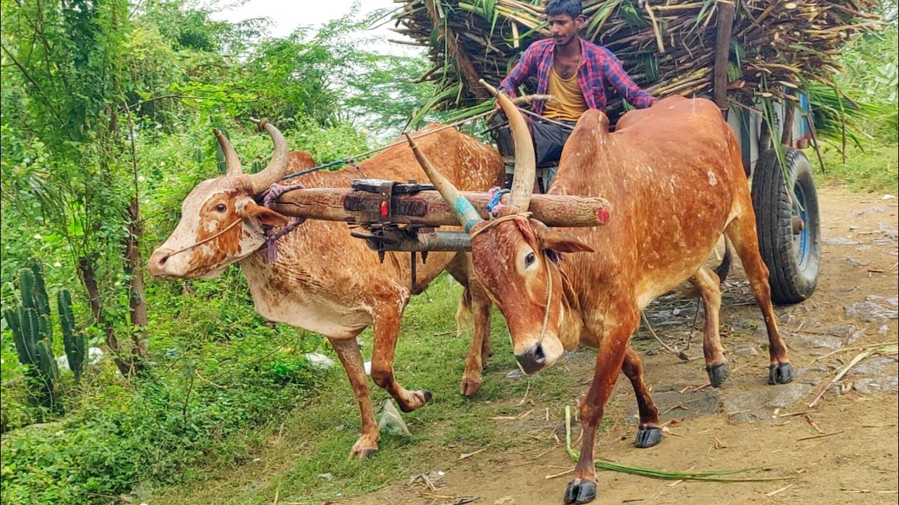New Bullock Cart Heavy load Riding in stuck // Eddulu Video # ...
