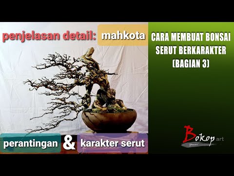 CARA MEMBUAT BONSAI SERUT BERKARAKTER (Bagian 3)