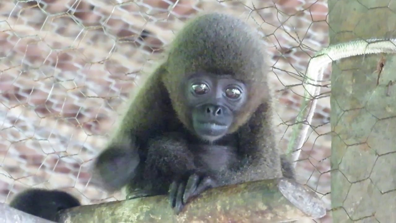 Special baby Woolly Monkey will break your heart - YouTube