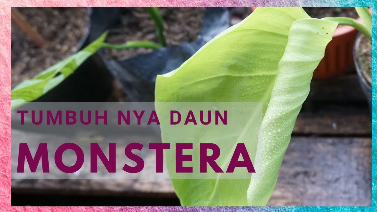 Pengamatan Pertumbuhan Daun Monstera Deliciosa - YouTube