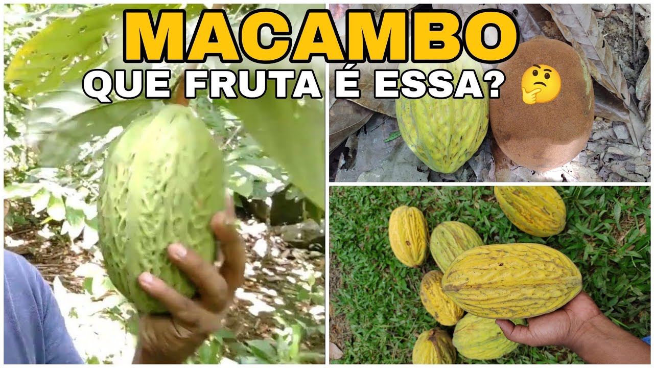Você conhece essa Fruta? - Macambo - cacau do Acre ( Theobroma bicolor ...