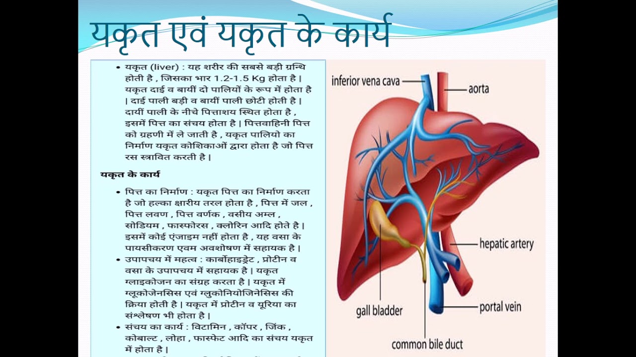 Digestive System,Part 2, Class-11 Biology - YouTube