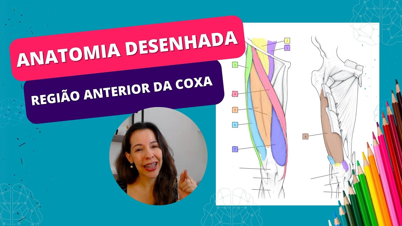 Anatomia desenhada: Músculos da região anterior da coxa - YouTube