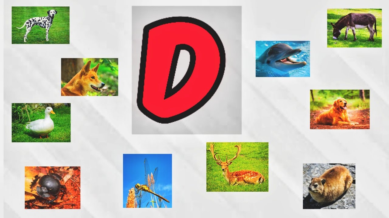 10 Animals name start with letter D with spellings or pictures - YouTube