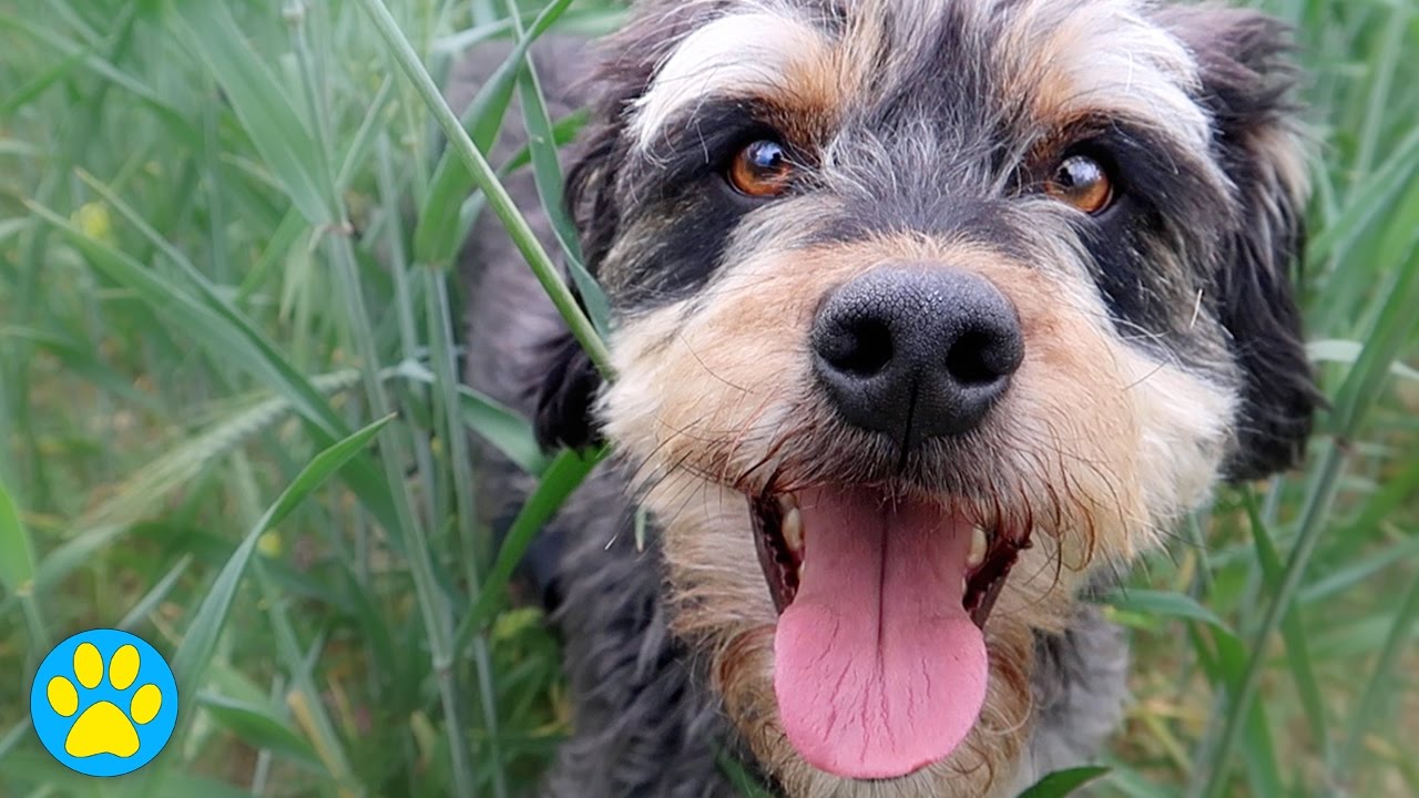 Excited Dog Bouncing Through Long Grass | GoPro - YouTube