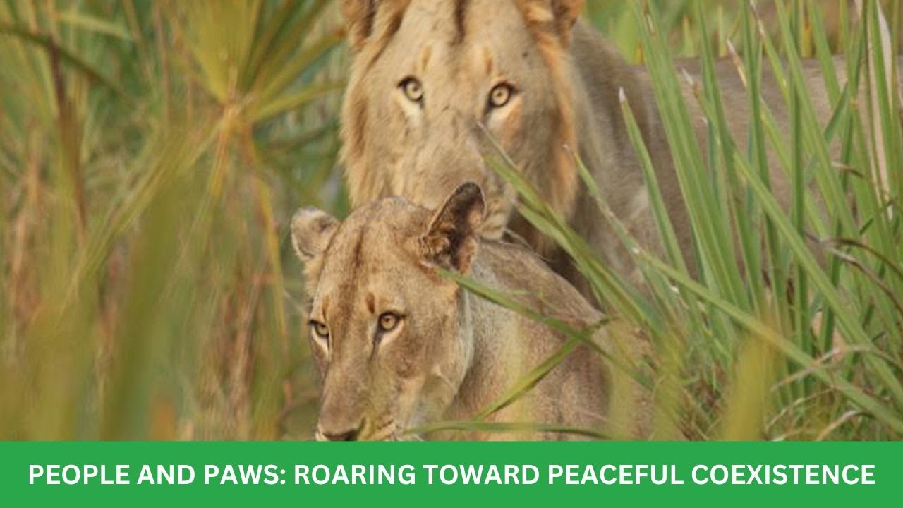 People and Paws: Roaring Toward Peaceful Coexistence - YouTube